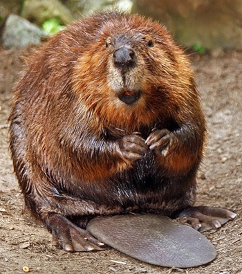 funny-beaver-1 - کودکان